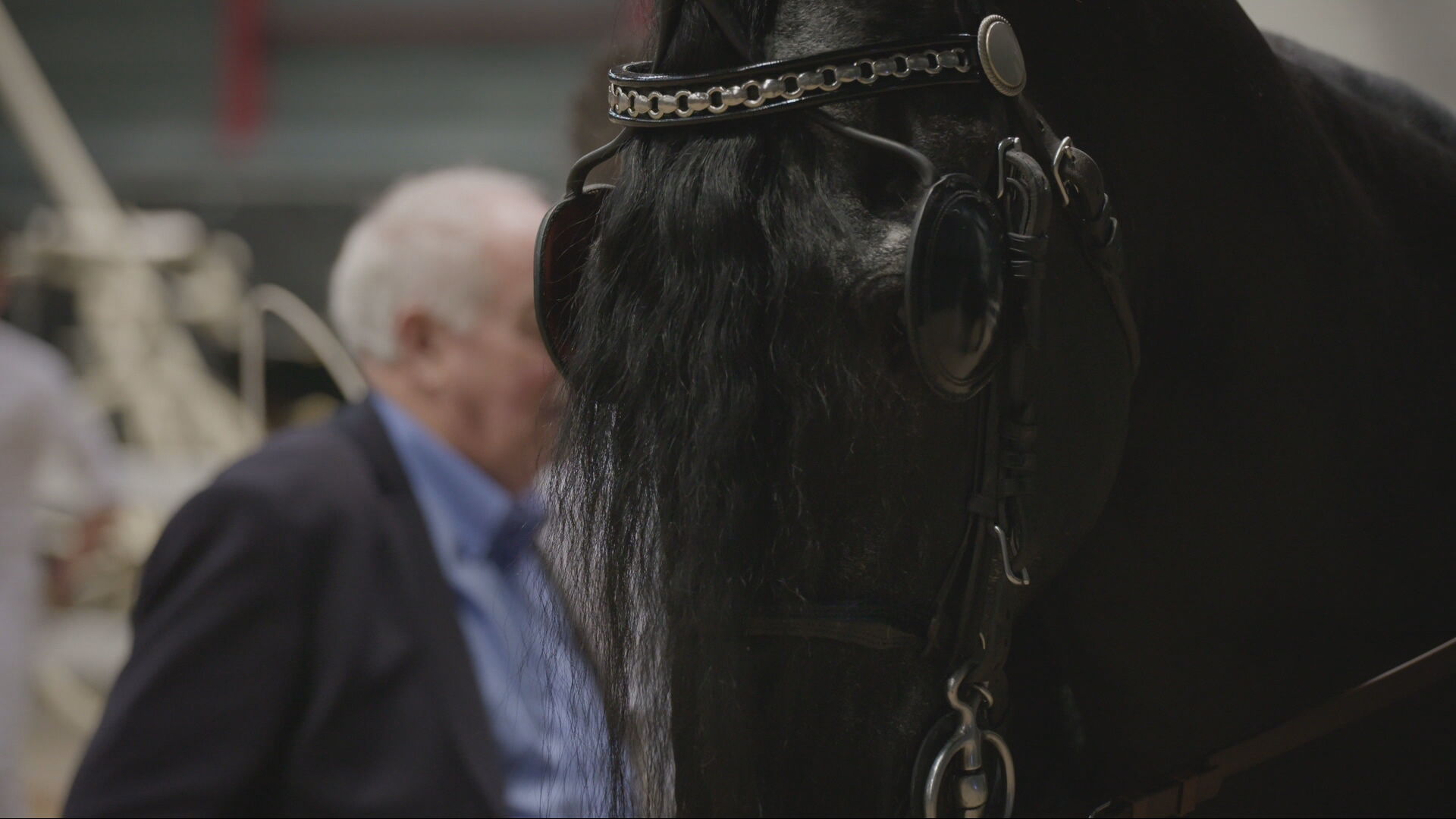 Hoe Jasper 366 van Jislum de wereldberoemde 'King of the Stallions ...