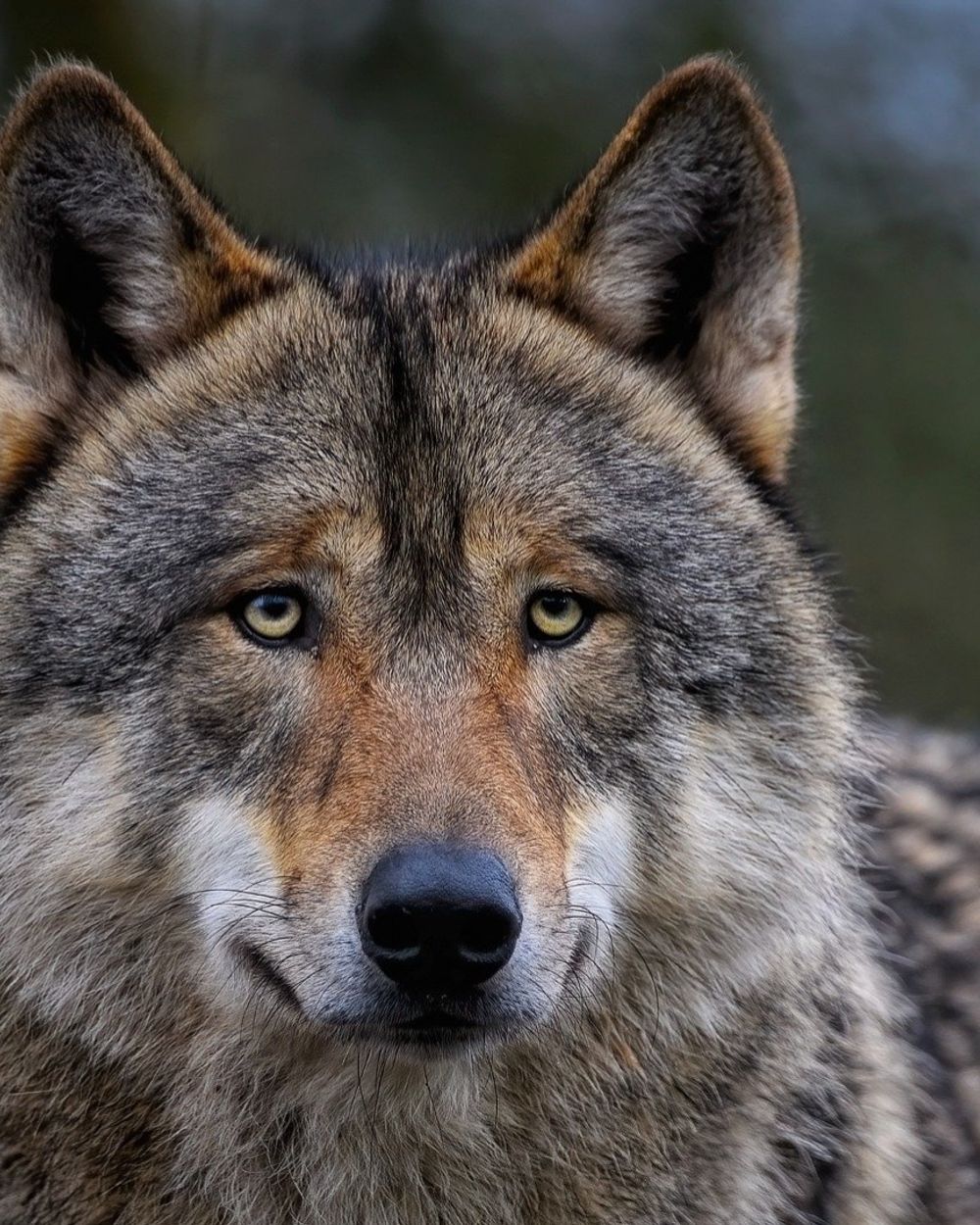 Doodgereden wolf bij Austerlitz was welp van roedel op de Heuvelrug ...