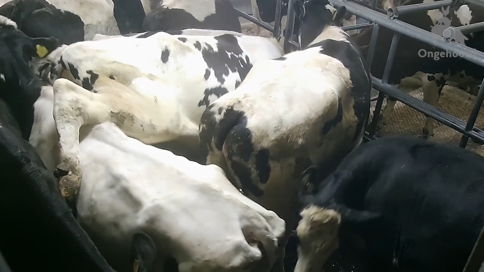 Actiegroep projecteert beelden van dierenmishandeling op NVWA-gebouw in ...
