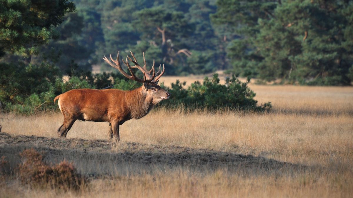 Waarom de natuur in Utrecht uitgebreid móét worden (en dat onvoldoende ...