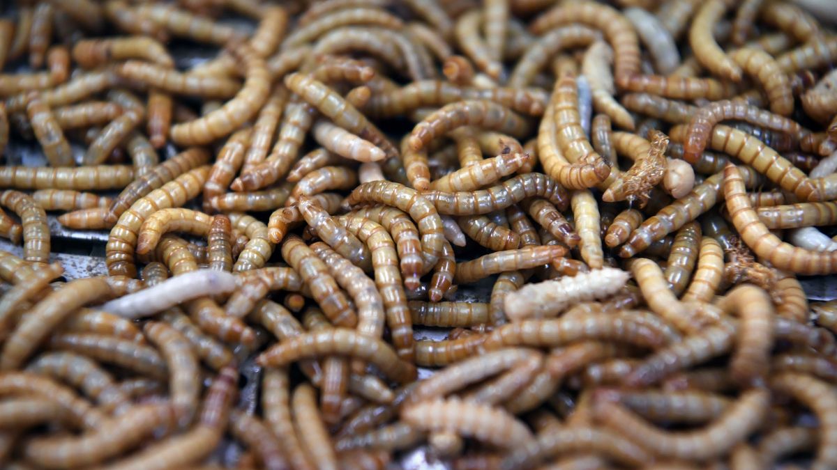 Insectenkweker Wadudu sluit deuren in Hoogersmilde: locatie Beilen ...