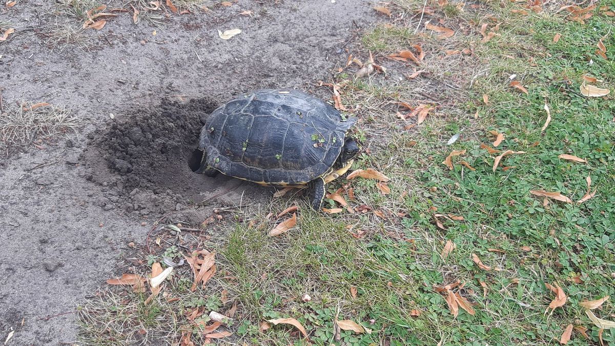 Schildpad legt eieren in middenberm van drukke straat in Dordrecht ...
