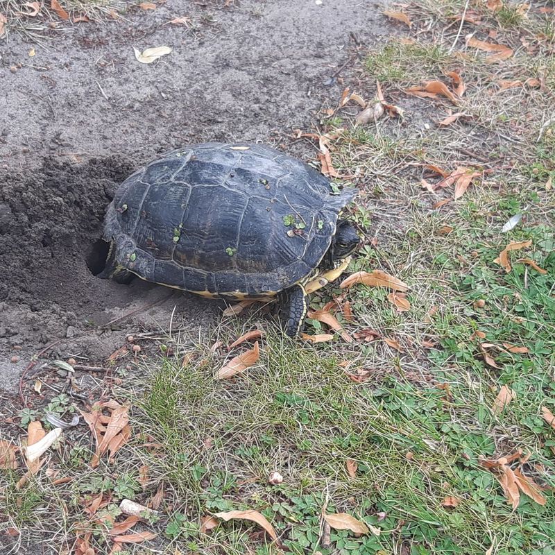Schildpad legt eieren in middenberm van drukke straat in Dordrecht ...