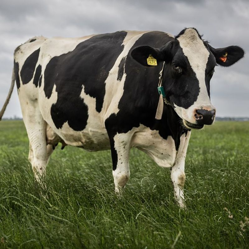 Geld verdienen met natuur inclusief boeren bij Natura 2000 'blijkt nog ...