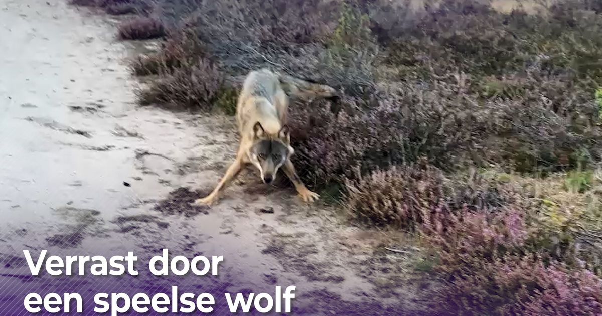De beelden van de speelse wolf die Kevin schoot - Omroep Gelderland