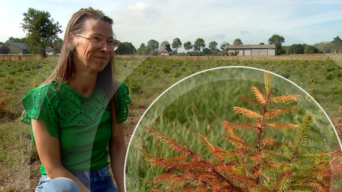 Wacht Zeeland een bruine kerst? Kerstbomen staan er door droogte ...