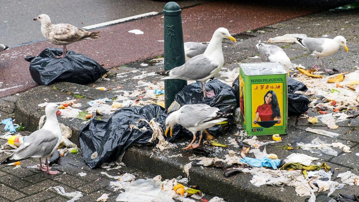Meeuweneieren insmeren met maisolie? 'Misschien werkt het tegen ...