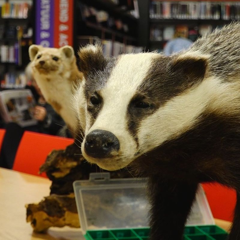 Drollen bekijken en opgezette dieren aaien tijdens het boswachtersuurtje in Borger - RTV Drenthe