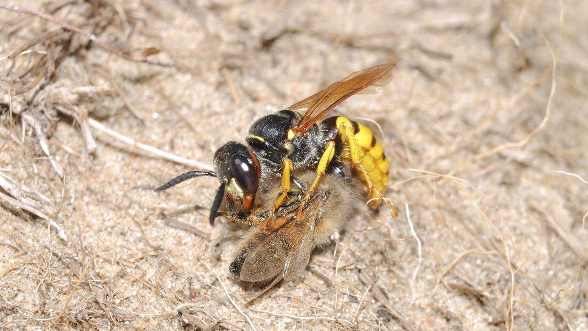 De bijenwolf: een wesp die bijen eet - RTV Drenthe