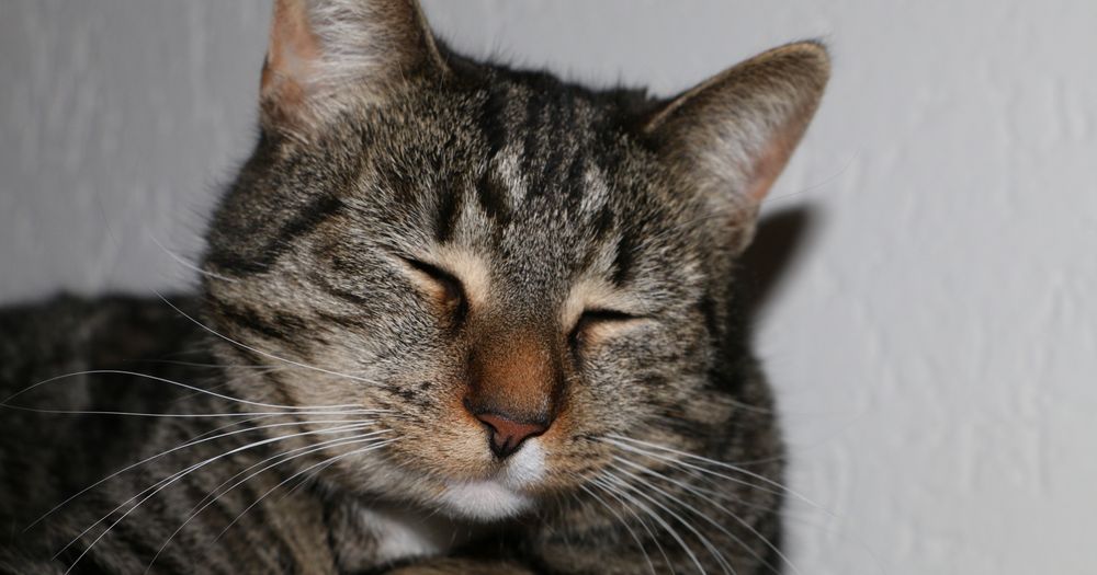 108 verwaarloosde katten gevonden in kleine kar: 'Krankzinnige situatie ...