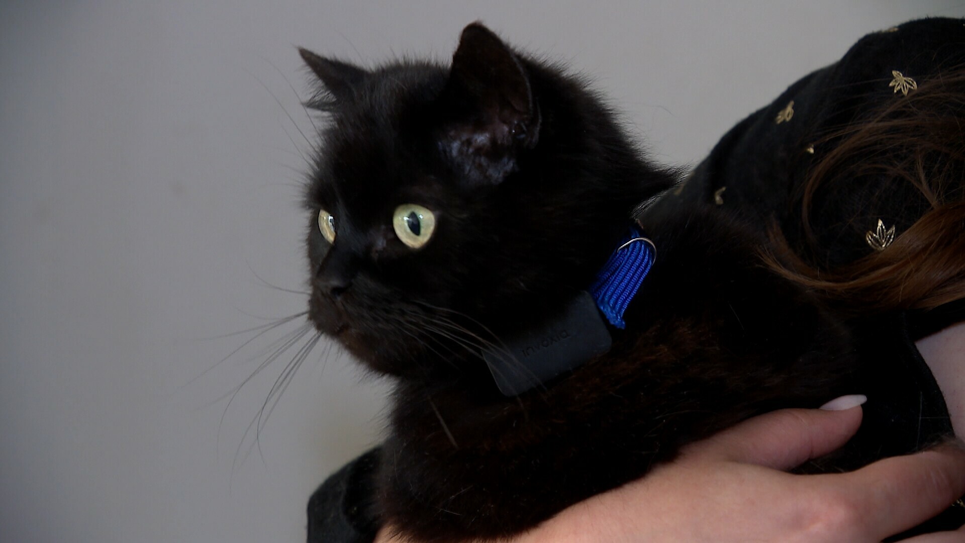 Deborah al 3 jaar dolgelukkig met teruggekeerde weggelopen kat Fluffy ...