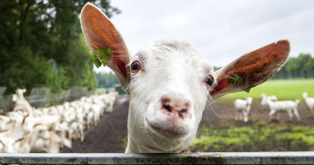 Biologisch boeren kan niet uit voor iedere boer, merkt ook een Friese ...