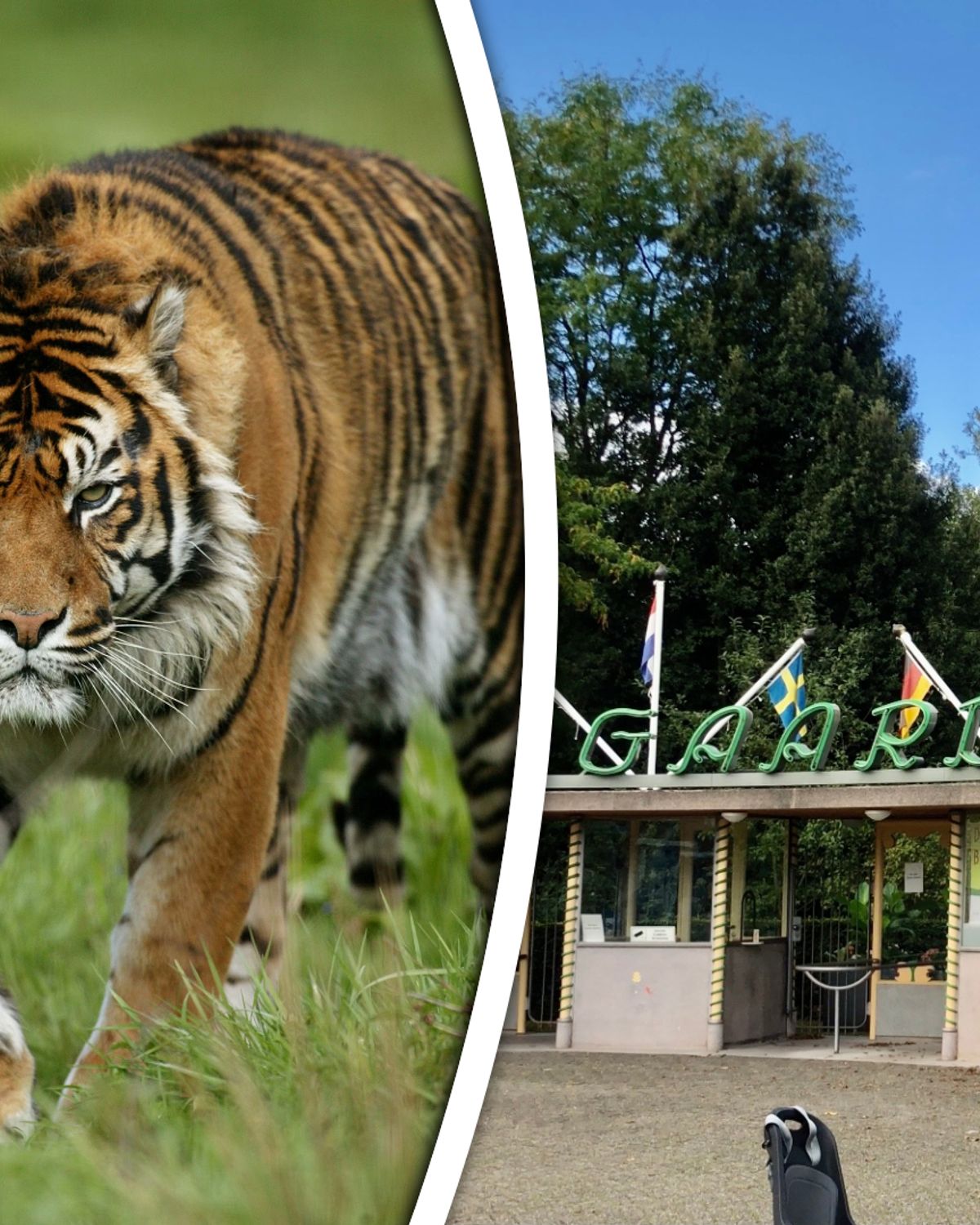 Nieuwe directeur voor Diergaarde Blijdorp: 'Ze heeft de visie om ons ...