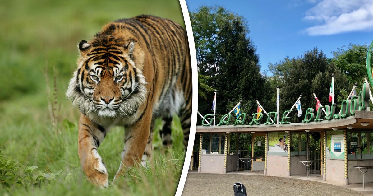 Nieuwe directeur voor Diergaarde Blijdorp: 'Ze heeft de visie om ons ...