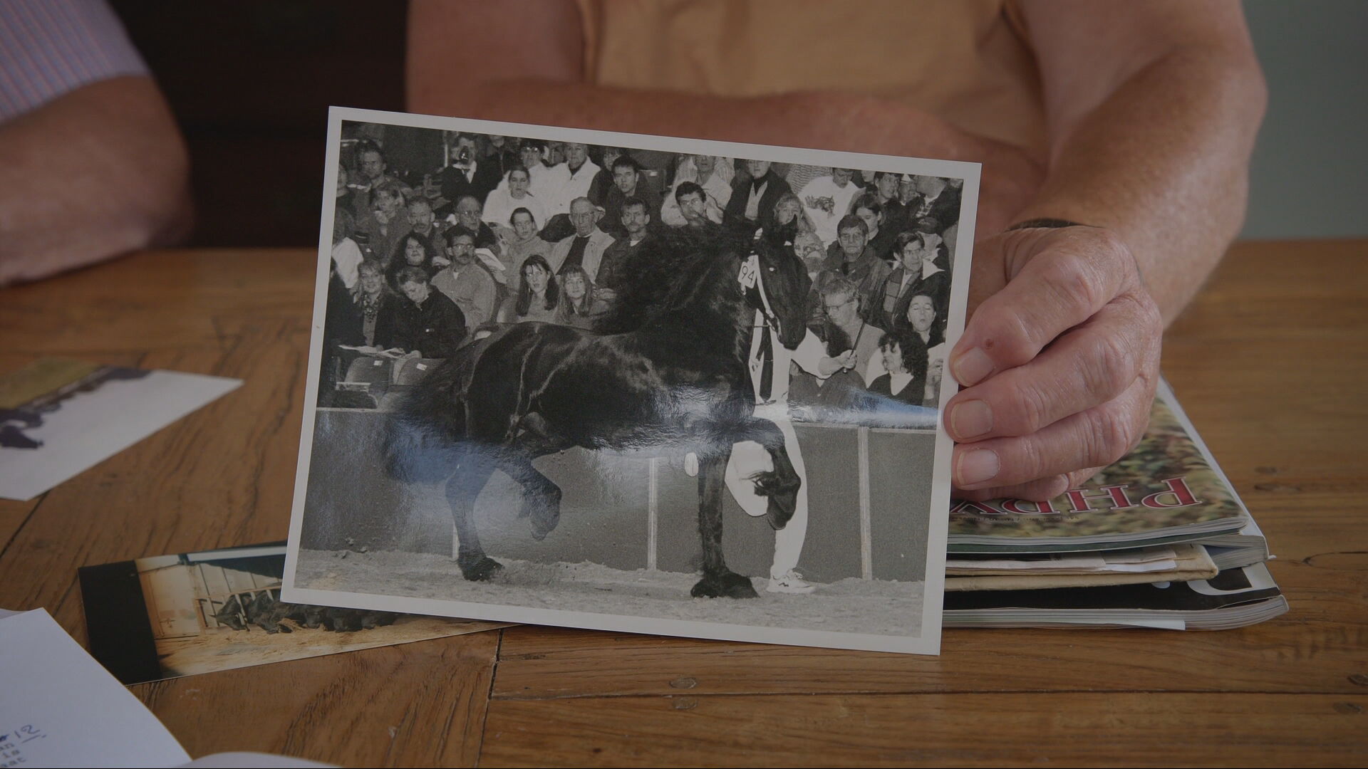 Hoe Jasper 366 van Jislum de wereldberoemde 'King of the Stallions ...