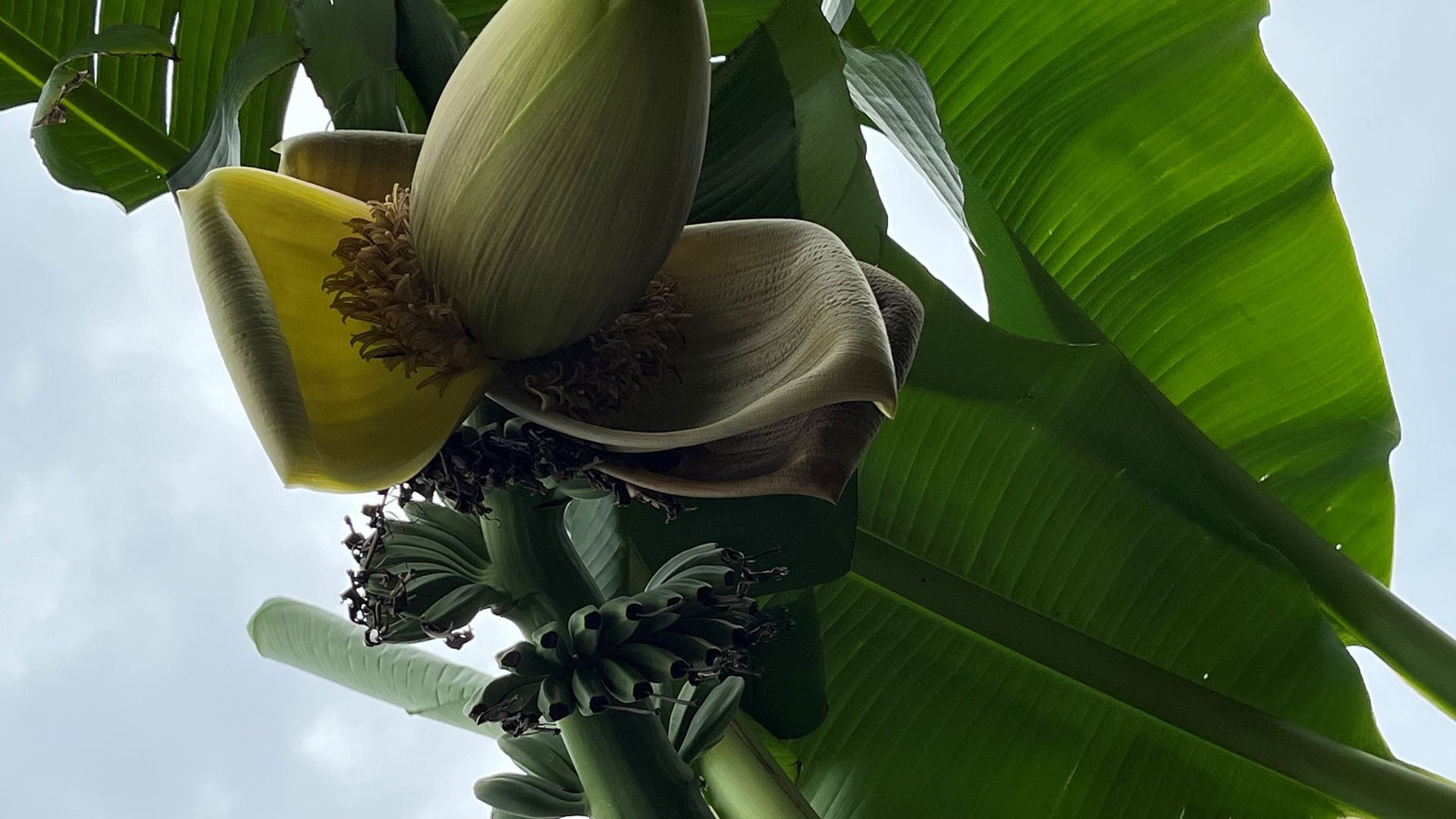 Bananen groeien 'gewoon' bij Toon uit Delden in de tuin: "Echte ...