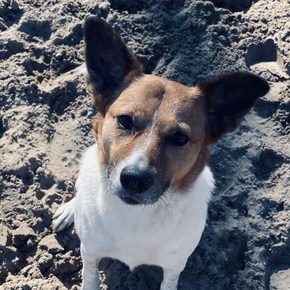 De hele stad zoekt mee naar vermiste hond Mauk: 'Er wordt zo ...