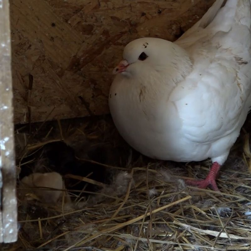Duif ontfermt zich over zeven baby-konijntjes - RTV Drenthe