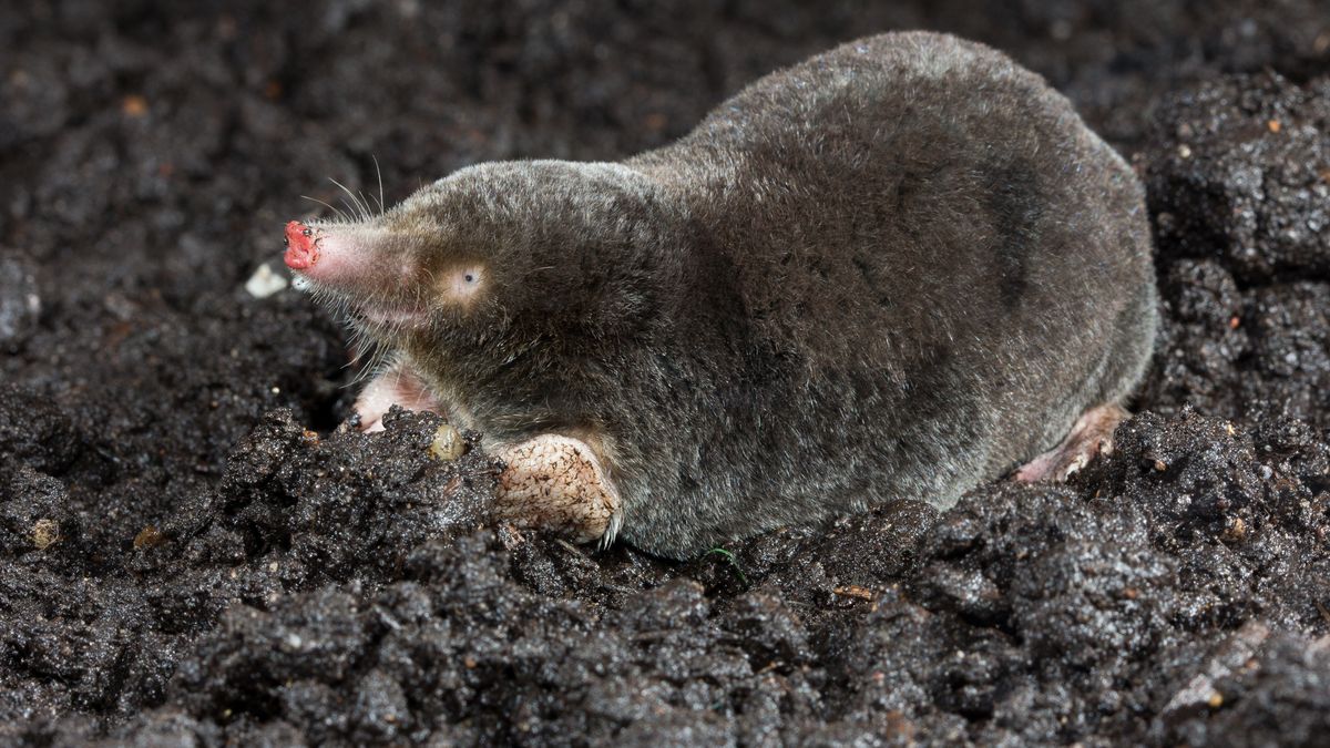 Heb je mollen in de tuin? Wees blij: ze zijn nuttiger dan je denkt - Oost