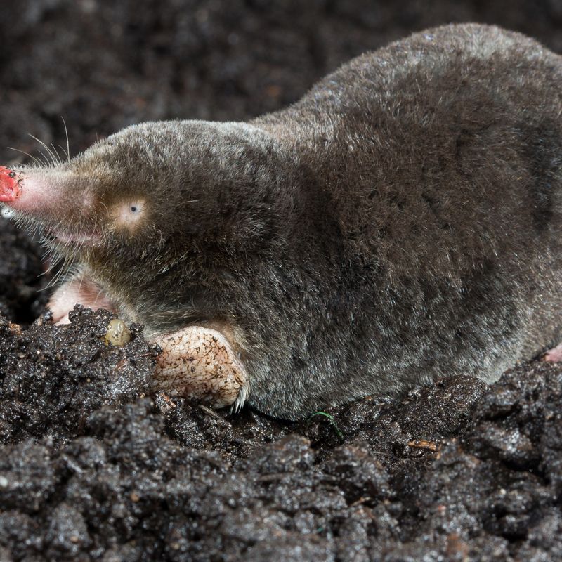 Heb je mollen in de tuin? Wees blij: ze zijn nuttiger dan je denkt - Oost