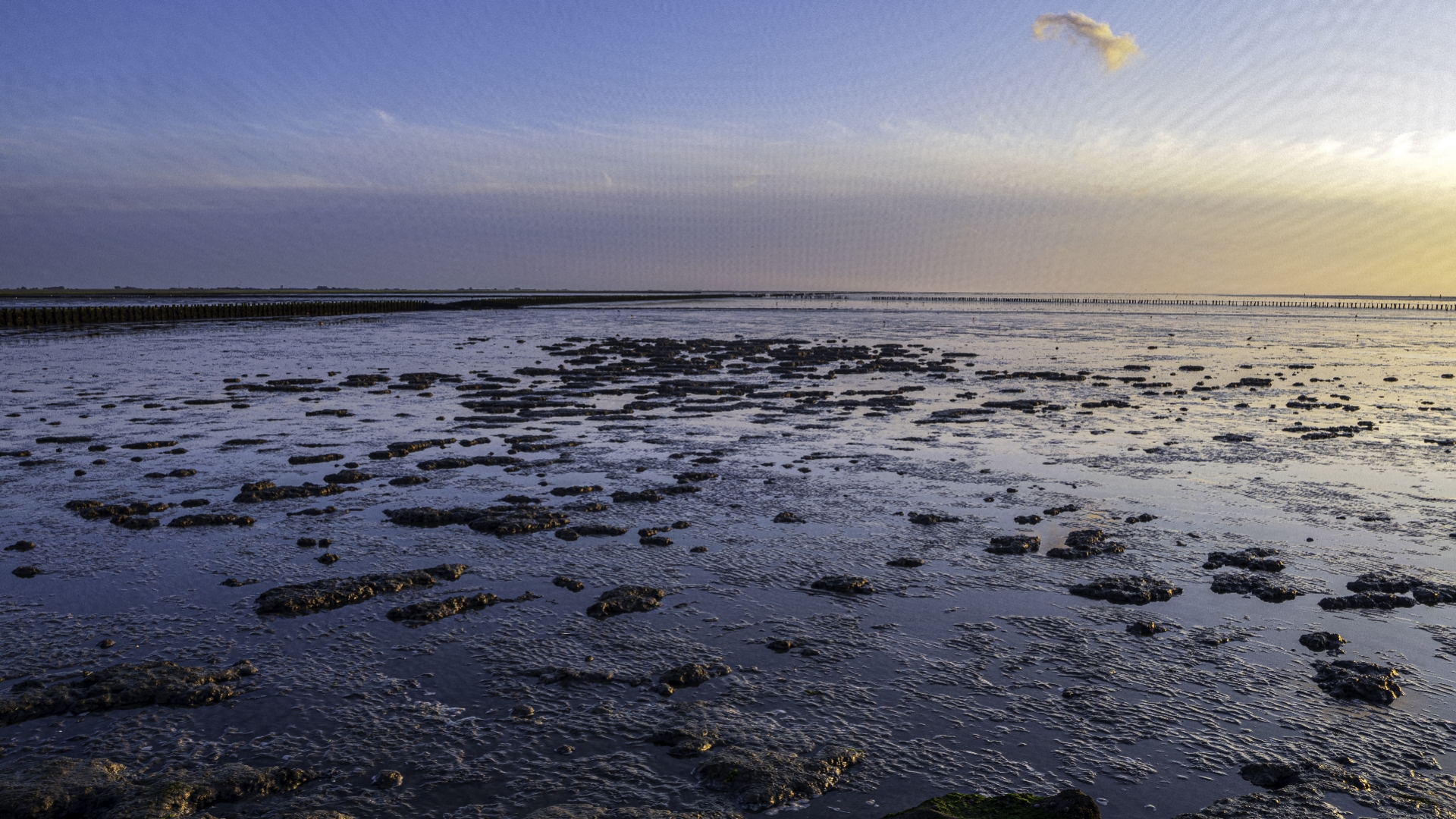Bodem van de Waddenzee wordt minder stabiel door bewegende schelpen ...