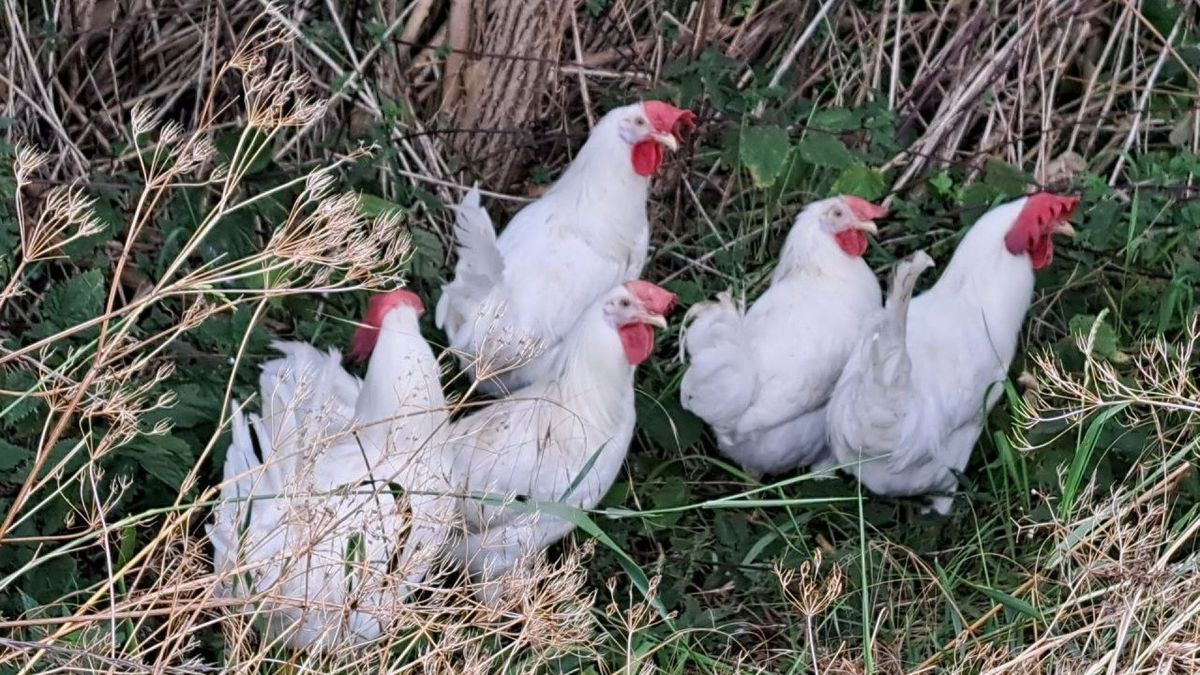 Weer tientallen haantjes gedumpt in Didam - Omroep Gelderland