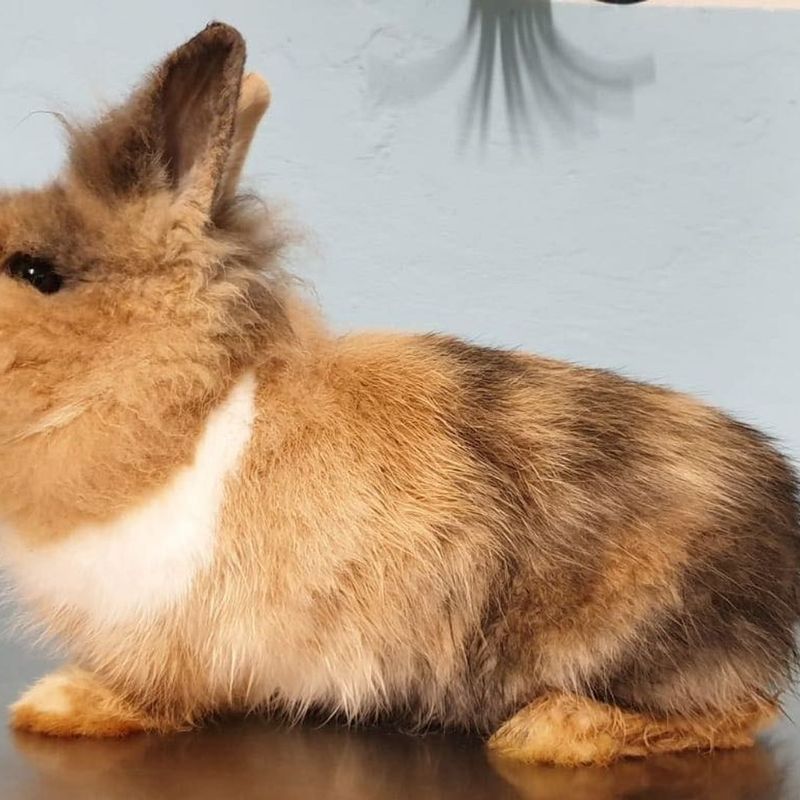 Konijn Flappie gedumpt in kerstpakket in Hoogeveen - RTV Drenthe