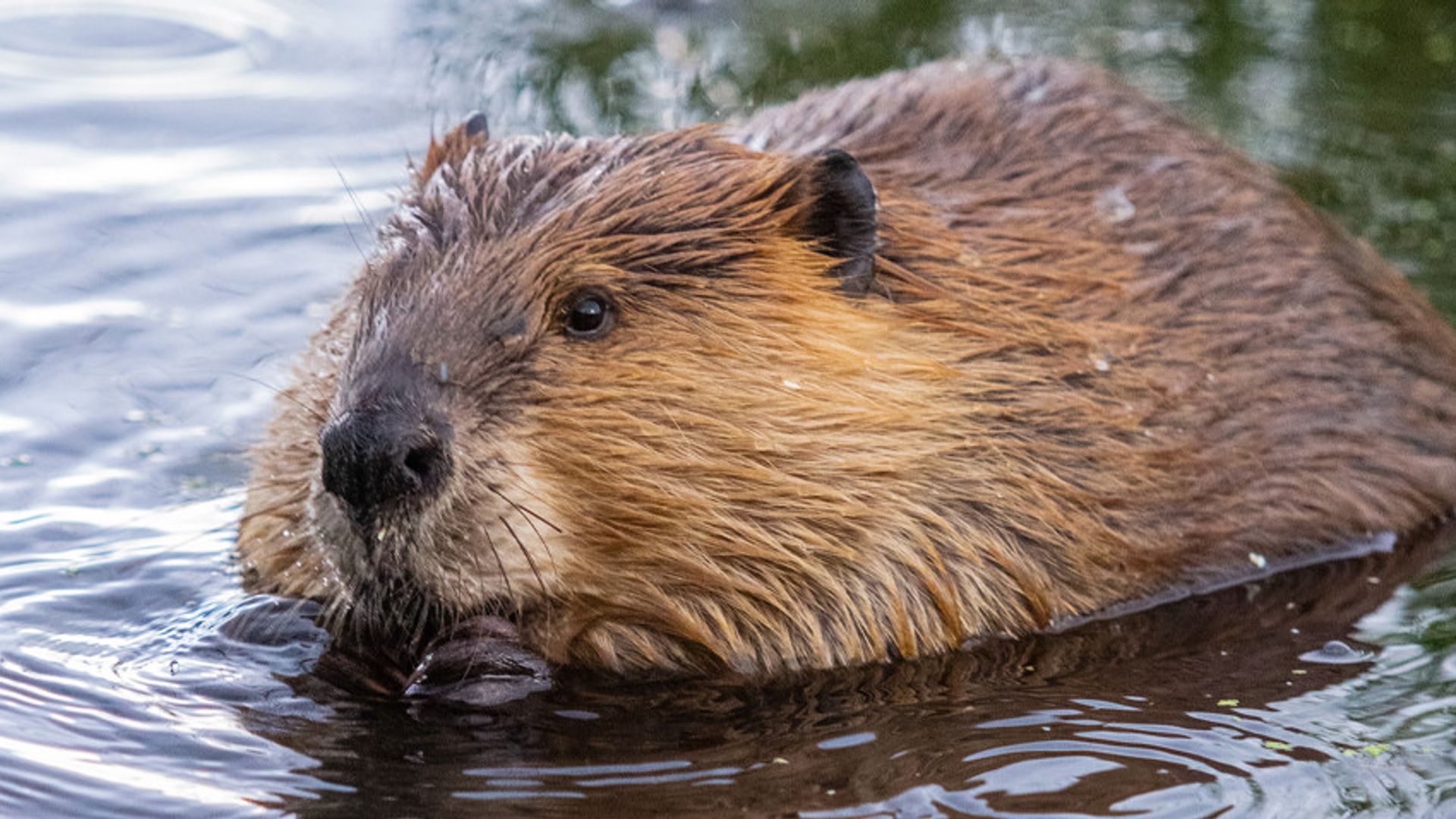 Verliefde bevers Wildlands maken kans op prijs: 'Ze zoenen zelfs met ...