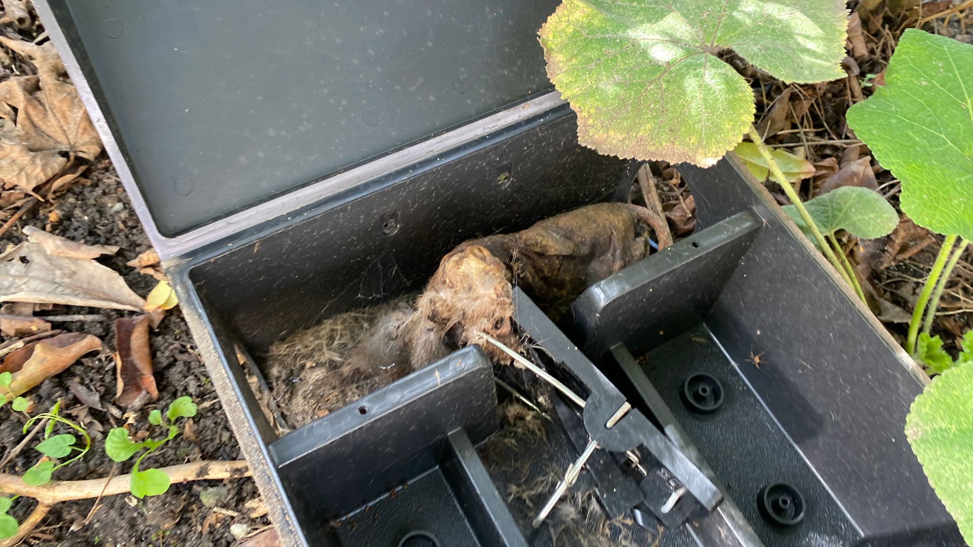 Rattenoverlast in Crooswijk loopt de spuigaten uit: ‘Ik wil niet in ...