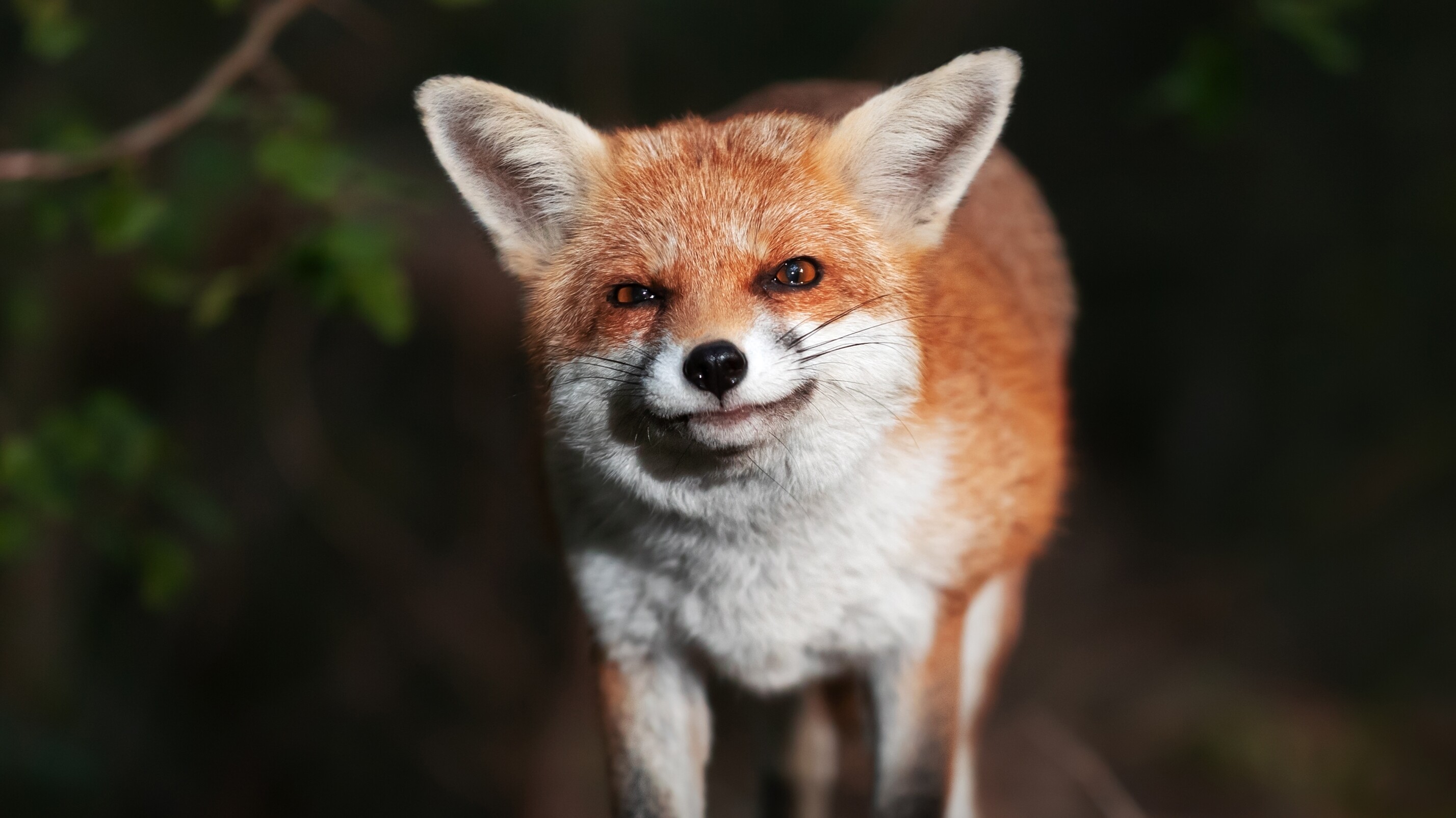 Vos heeft Leeuwarder binnenstad zijn thuis gemaakt: wat moet je doen ...