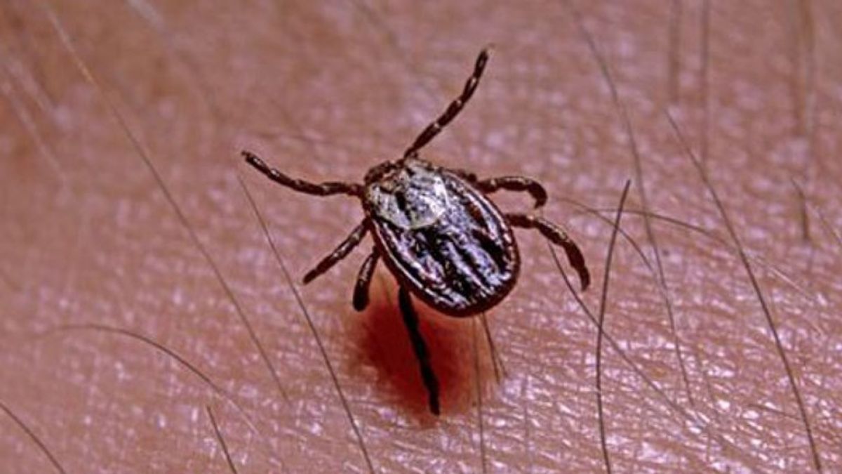 Steeds meer tekenbeten, app laat zien hoe actief ze zijn - Omroep ...