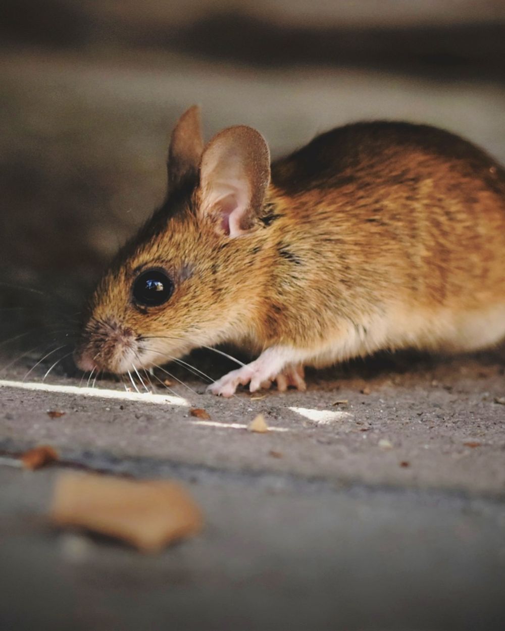 Muizenplaag in horecakeukens Rotterdams winkelcentrum - Rijnmond