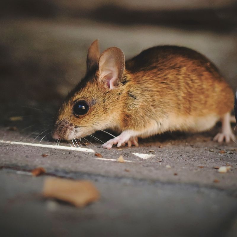 Muizenplaag in horecakeukens Rotterdams winkelcentrum - Rijnmond