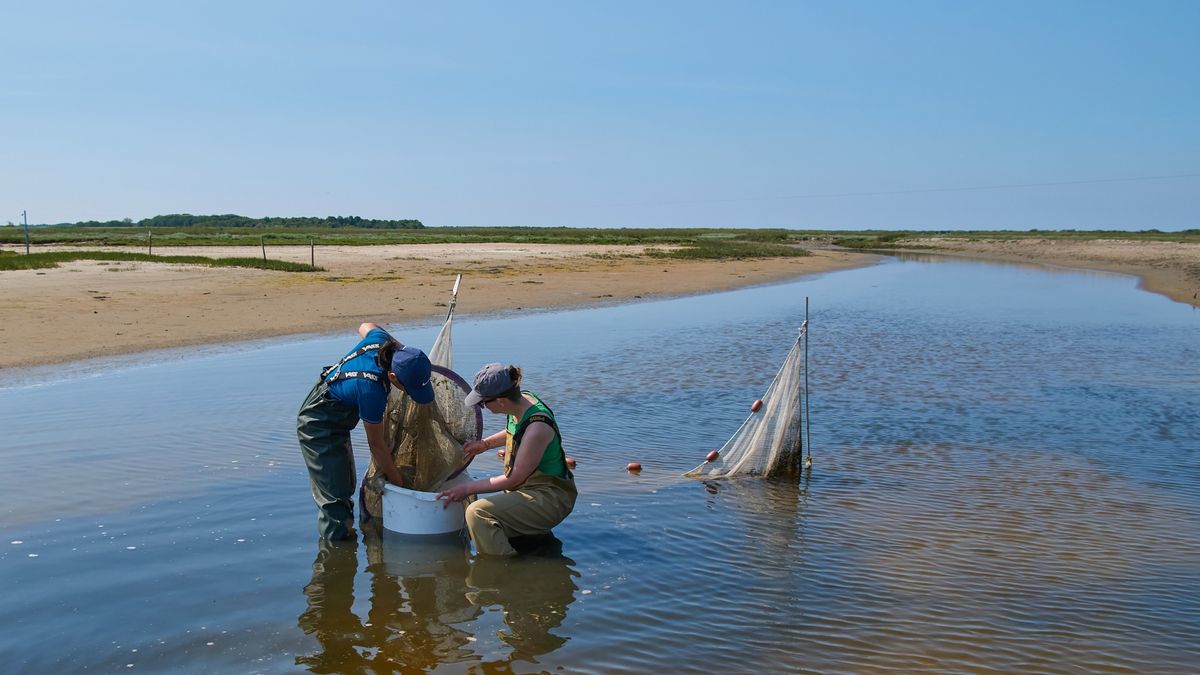 Fuiken geplaatst in slenken op Schiermonnikoog voor onderzoek naar ...