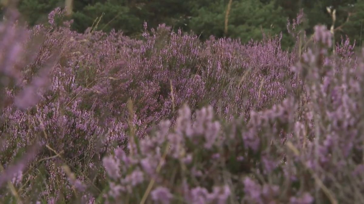Ondanks de warmte toch volop bloeiende heide op het Balloërveld - RTV ...