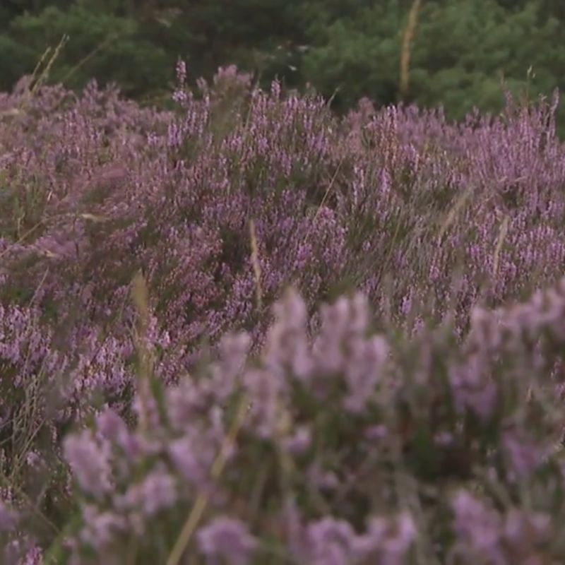 Ondanks de warmte toch volop bloeiende heide op het Balloërveld - RTV ...