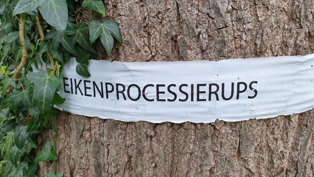 Dit jaar minder eikenprocessierupsen, maar nieuwe plaag niet uitgesloten - RTV Drenthe