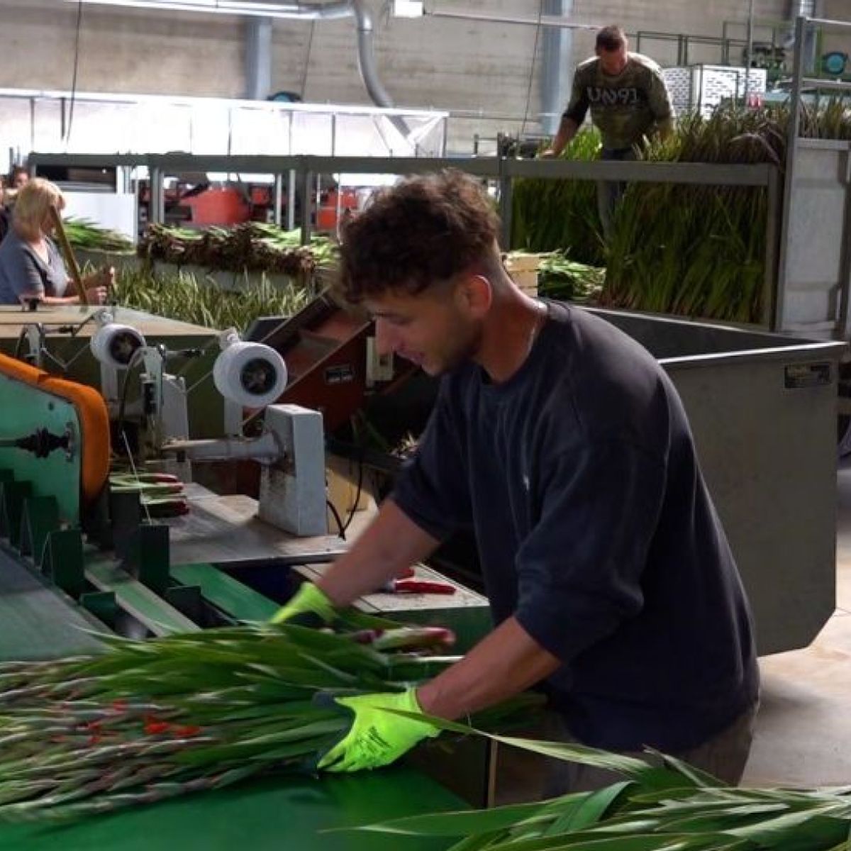 Deze kweker levert 100.000 gladiolen voor de Vierdaagse - Omroep Gelderland