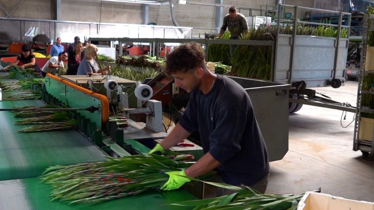 Deze kweker levert 100.000 gladiolen voor de Vierdaagse - Omroep Gelderland