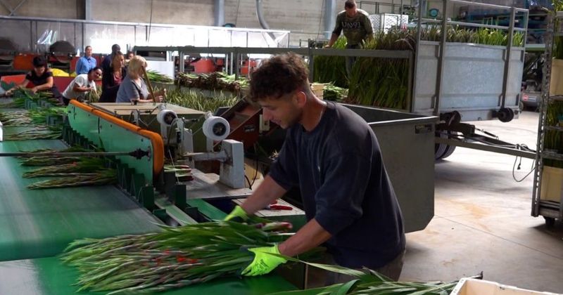Deze kweker levert 100.000 gladiolen voor de Vierdaagse - Omroep Gelderland