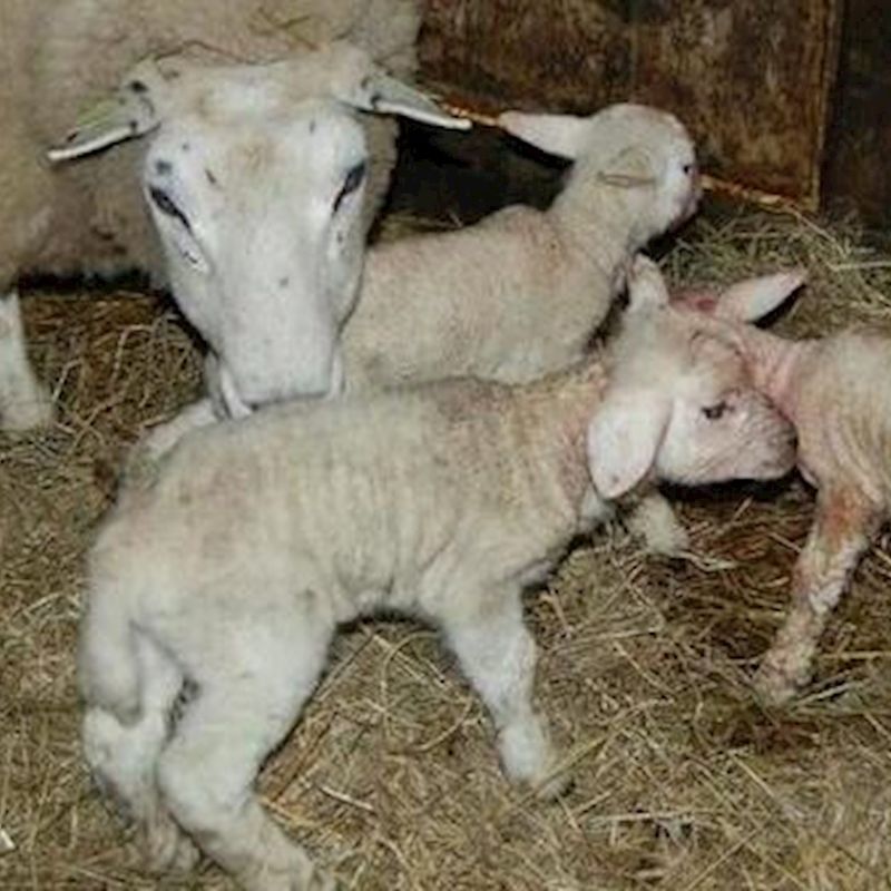 Vijfling van schaap geboren in Witharen - Oost