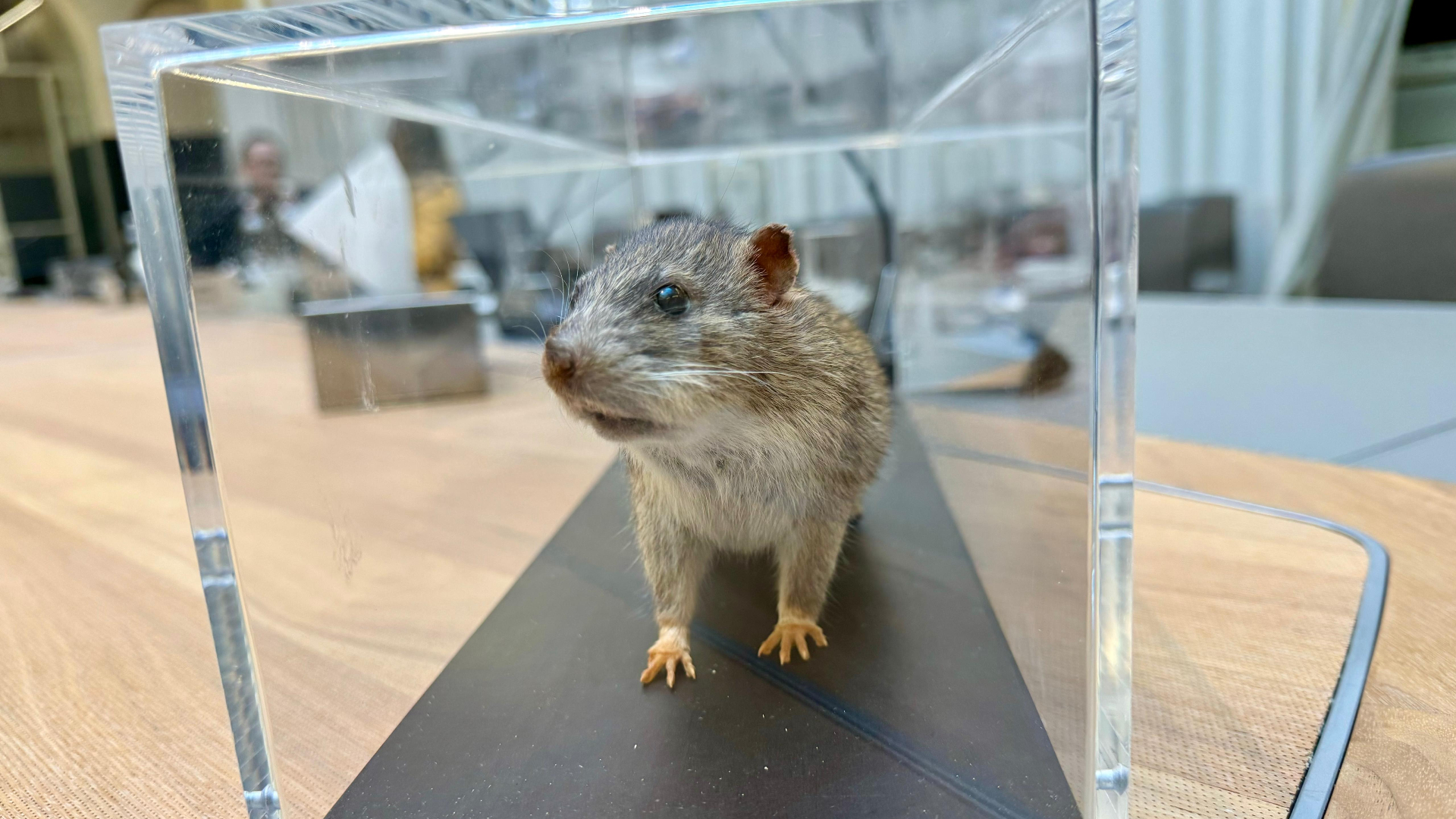 Met dit experiment gaat Rotterdam de strijd aan tegen ratten: 'Gif is ...