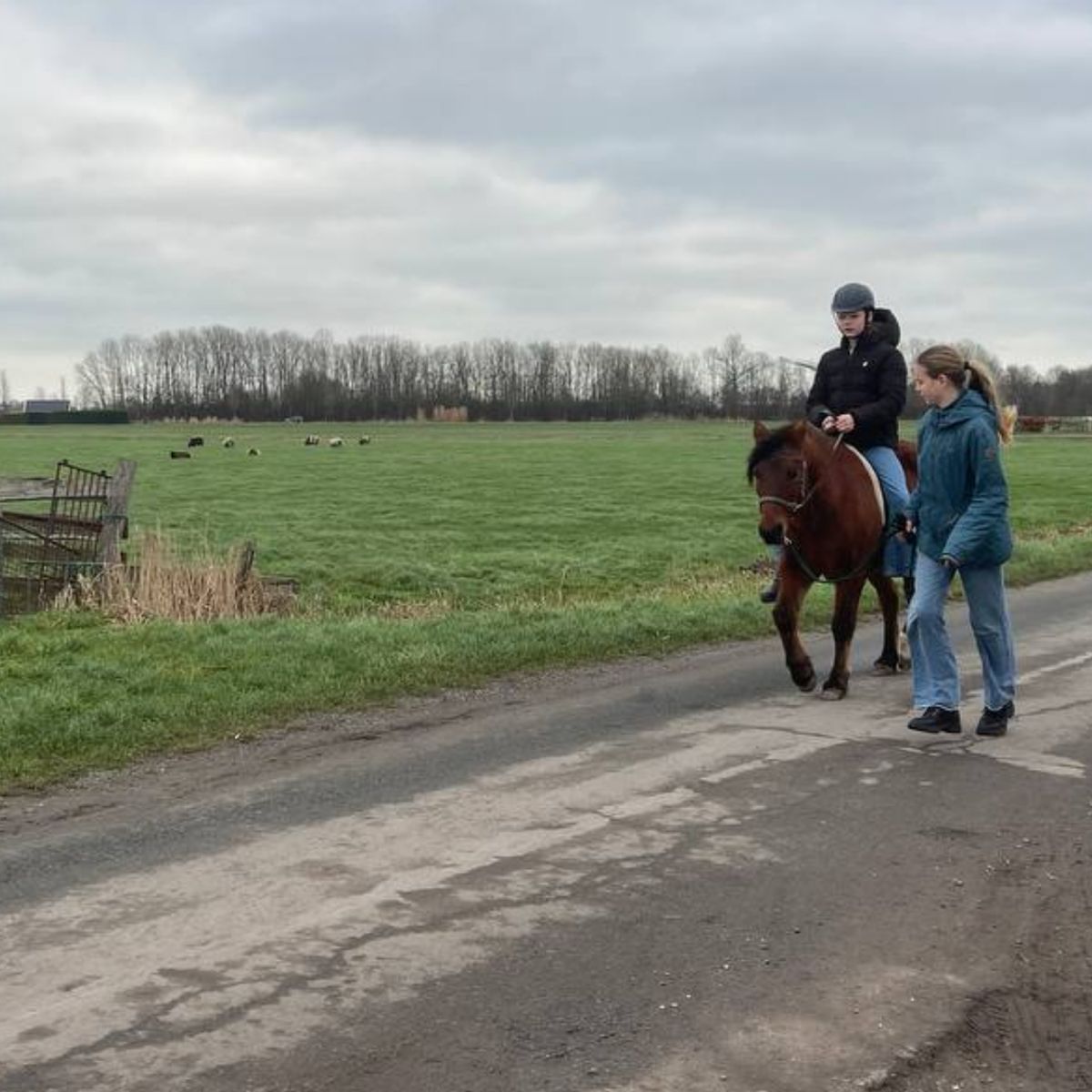Koe Guusje wordt ingeruild voor een echte pony: 'Het rijdt wel wat ...