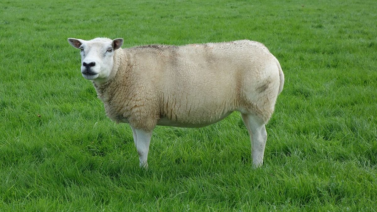 Schaap op het spoor in Nijkerk - Omroep Gelderland