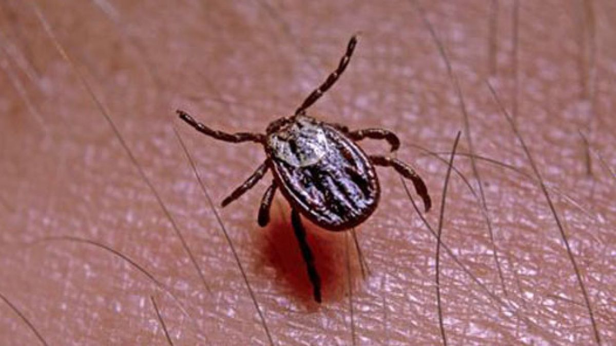 Beet van teek: nieuwe Lyme-test in de maak - Omroep Gelderland