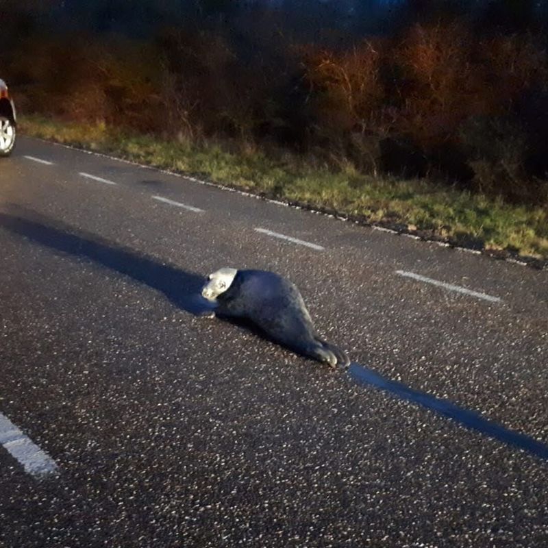 Pas Op Overstekende Zeehonden Ja écht Omroep Zeeland