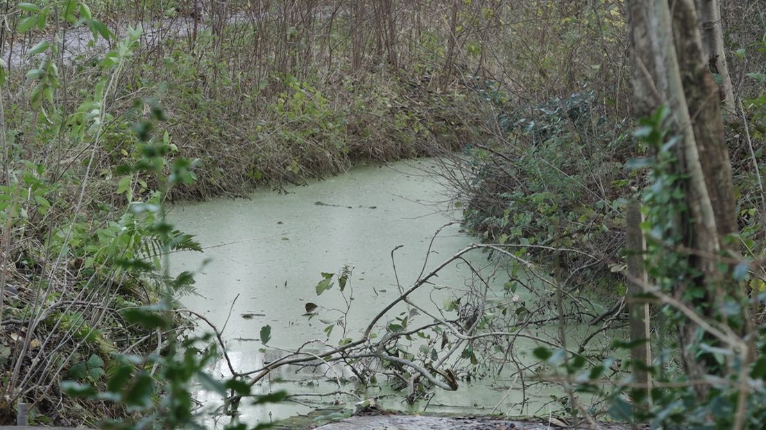 De Haagse Beek moet gaan leven: 'Je treft er nog geen zwemmende vis aan ...