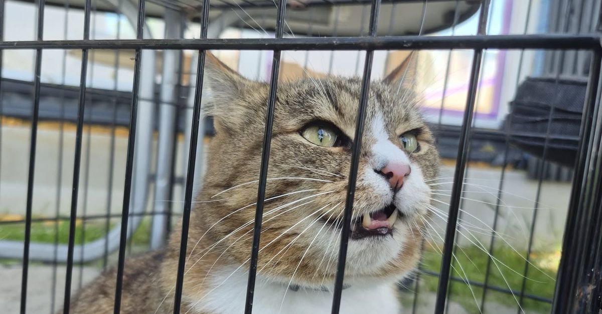 Kat Vasya gaat op avontuur en reist van Grou naar Hieslum in een ...