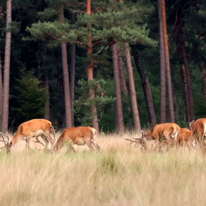 Wees netjes als je de natuur ingaat (en dat doe je zo) - Omroep Gelderland
