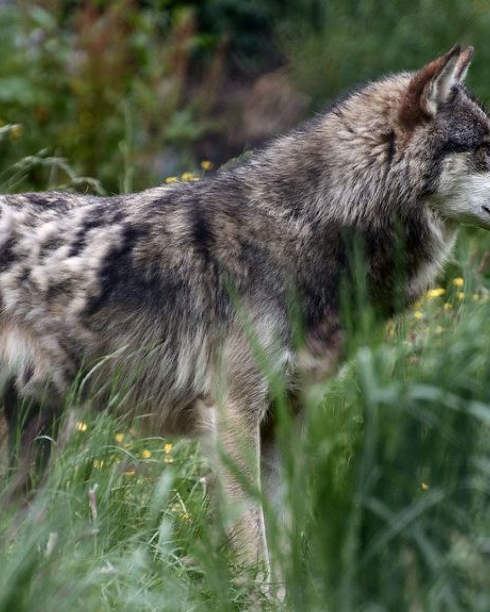 Schade door de wolf in 2024: 95 procent van de aanvallen géén ...